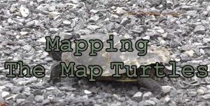 Mapping the Map Turtles | Friends of Kingston Inner Harbour