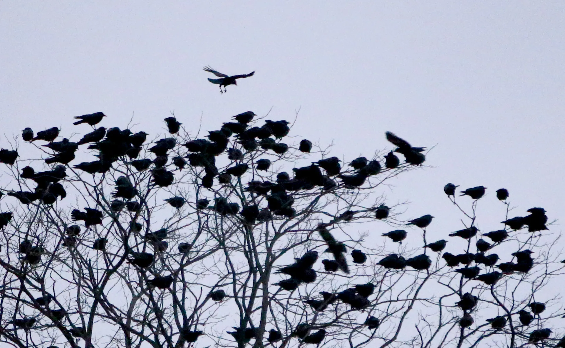 January Update 2024 | Friends of Kingston Inner Harbour